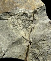 The evolution of ferns