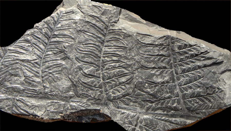 Alethopteris lonchitica