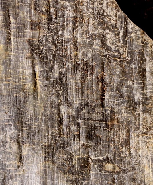 Knorria of Bothrodendron