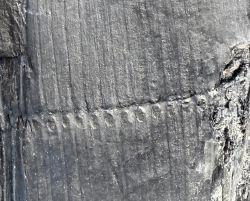 The horsetails of Ibbenbüren