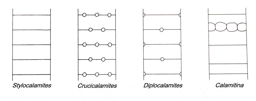 The horsetails of Ibbenbüren