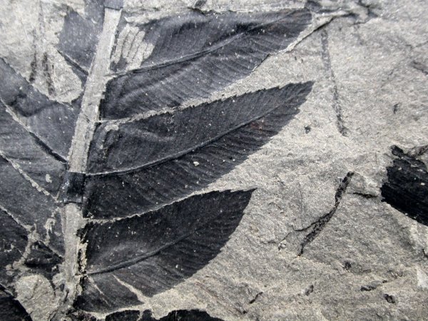 Cladophlebis - Alchetron, The Free Social Encyclopedia